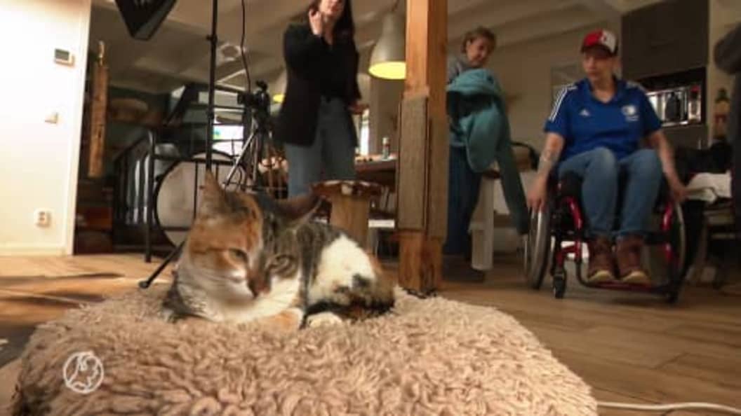 Gemist: Hart van Nederland - Late Editie: Gehandicapte katten en
