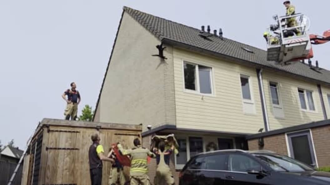 Gemist: Hart van Nederland - Late Editie: Kat springt zelf van dak in